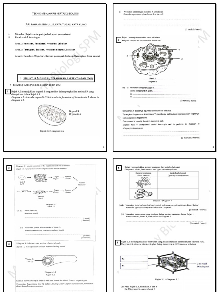 Teknik Menjawab Kertas 2 Biologi | PDF