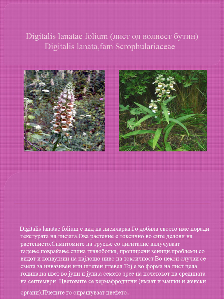 Digitalis Lanatae Folium | PDF