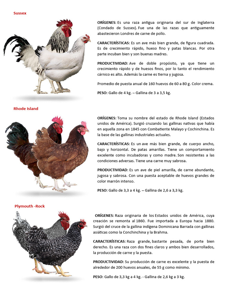 Razas De Gallinas: Origen Y Características – UMRDTQ