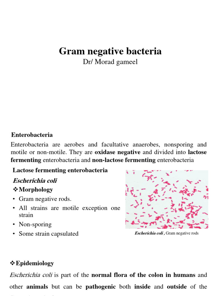 Gram Negative Bacteria 1 | PDF