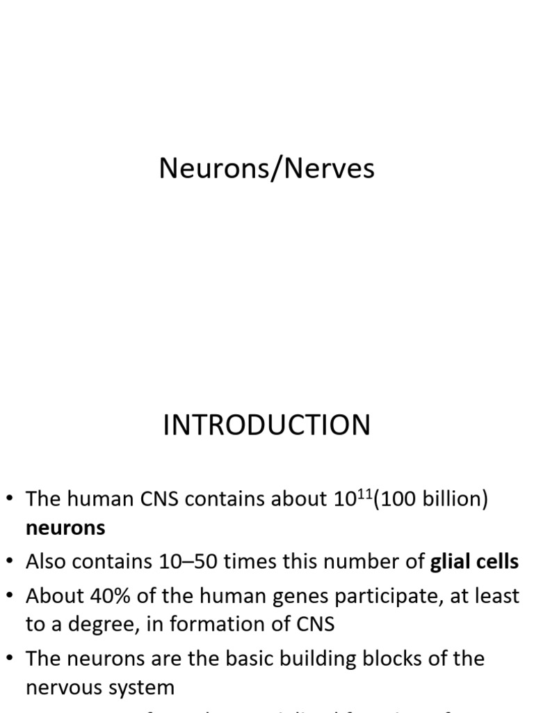 Neurons | PDF
