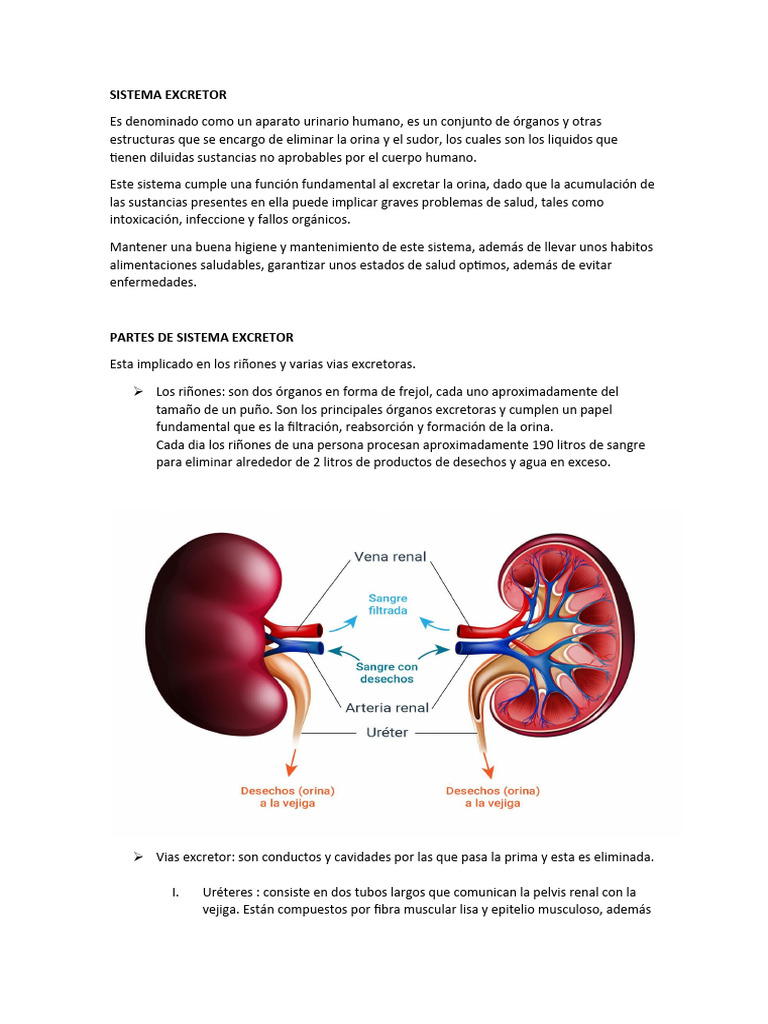Sistema Excretor Informe | PDF | Sistema urinario | Riñón
