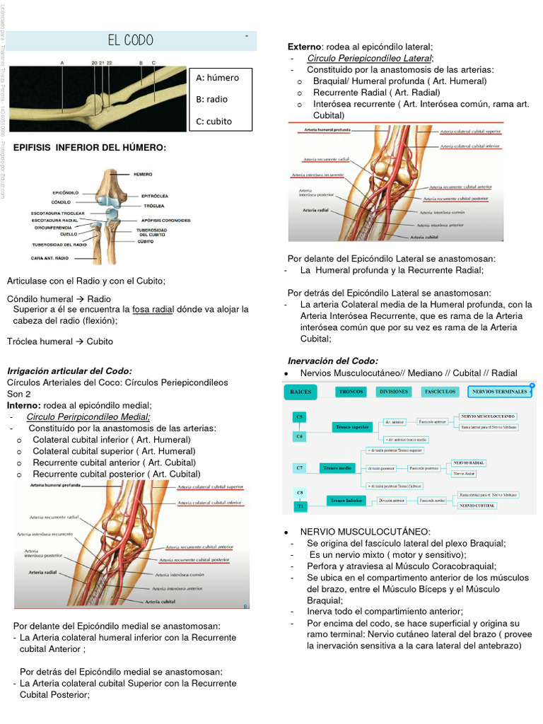 3-el-codo | PDF | Codo | Neuroanatomía