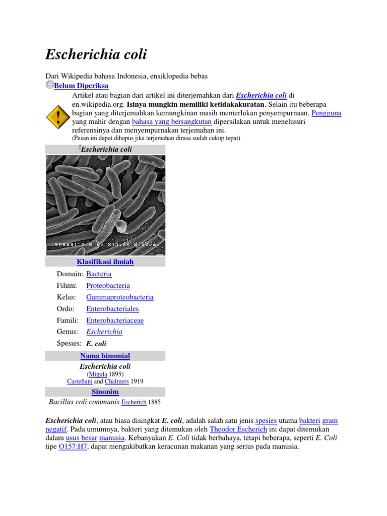 Escherichia Coli | PDF