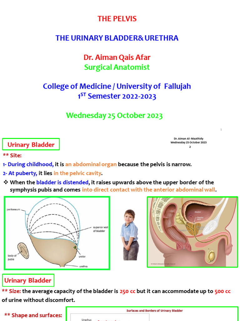 L 3 The Urinary Bladder Urethra Pdf Prostate Urinary System