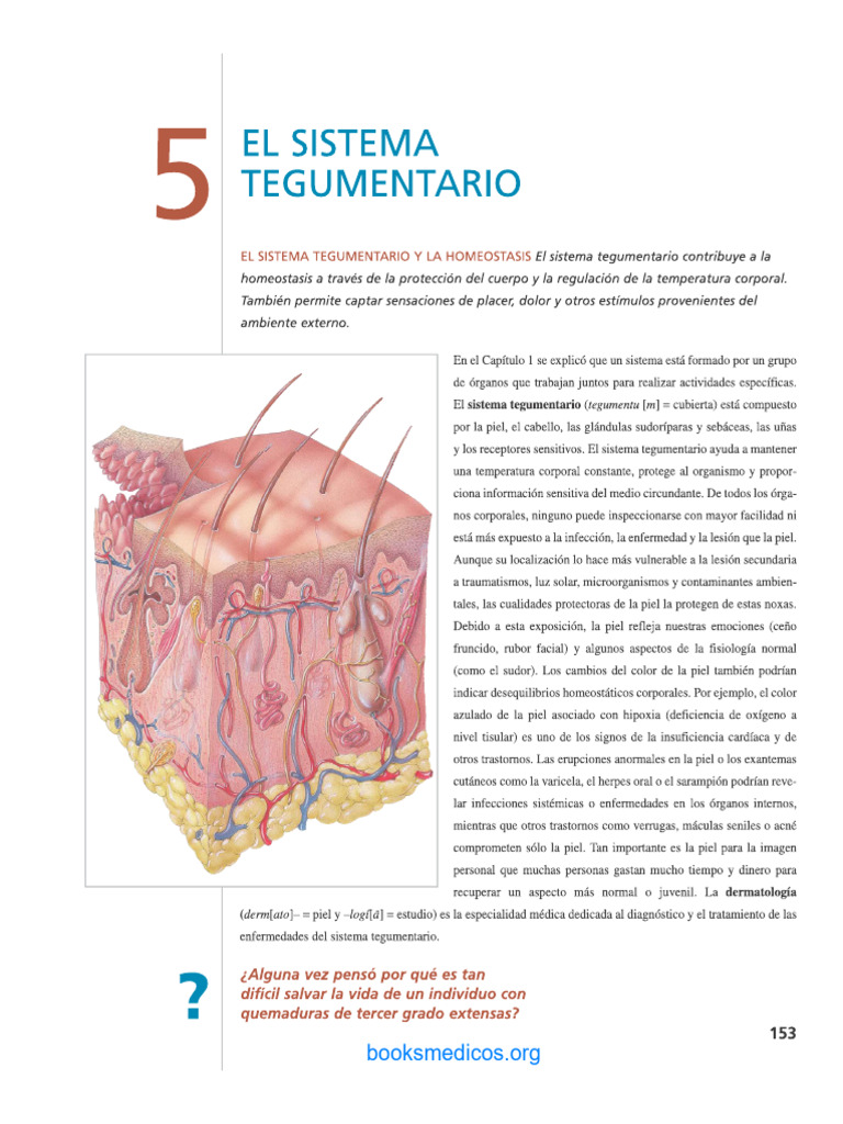Sistema Tegumentario | PDF
