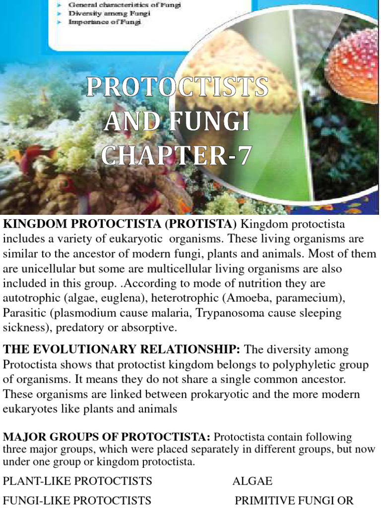 Chapter 7 Merged Bio 2023 Class 11 PDF | PDF | Fungus | Organisms