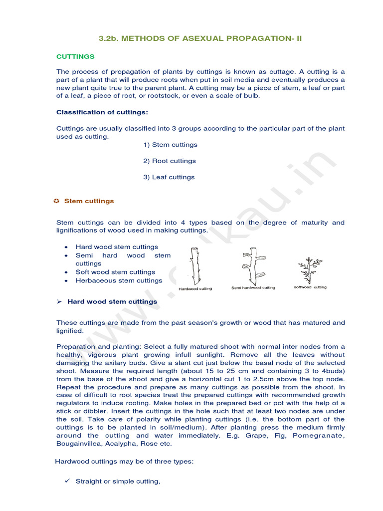 Asexual Plant Propagation Guide | PDF | Leaf | Root