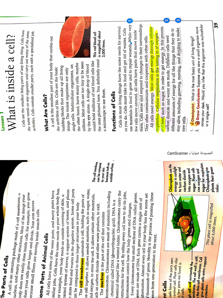 What Is Inside A Cell Text Bo 87106481 | PDF