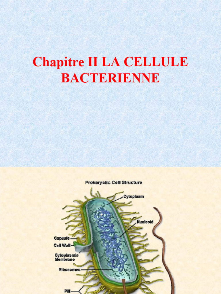 Cours3 1 La Cellule Bacterienne Partie 1 | PDF | Sciences et mathématiques