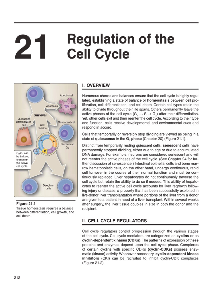 Regulation of The Cell Cycle | PDF