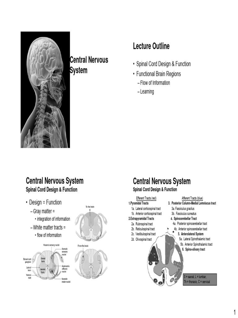 Central Nervous System Lecture Outline: - Spinal Cord Design & Function - Functional Brain ...