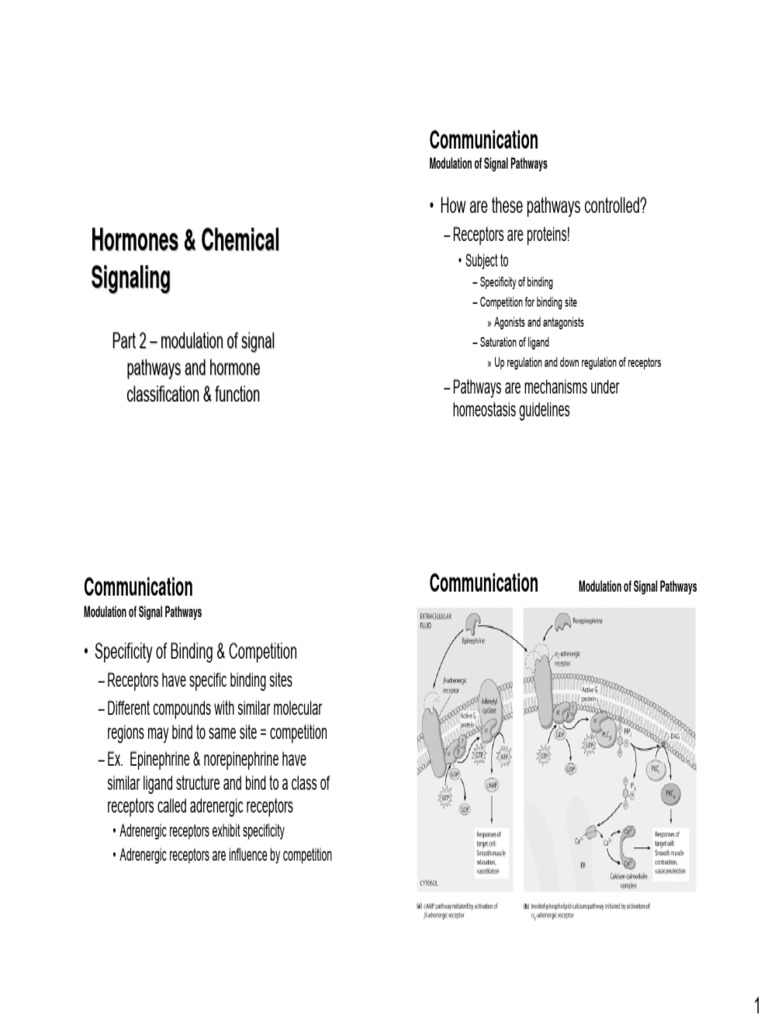 Hormones & Chemical Messengers | PDF | Hormone | Signal Transduction