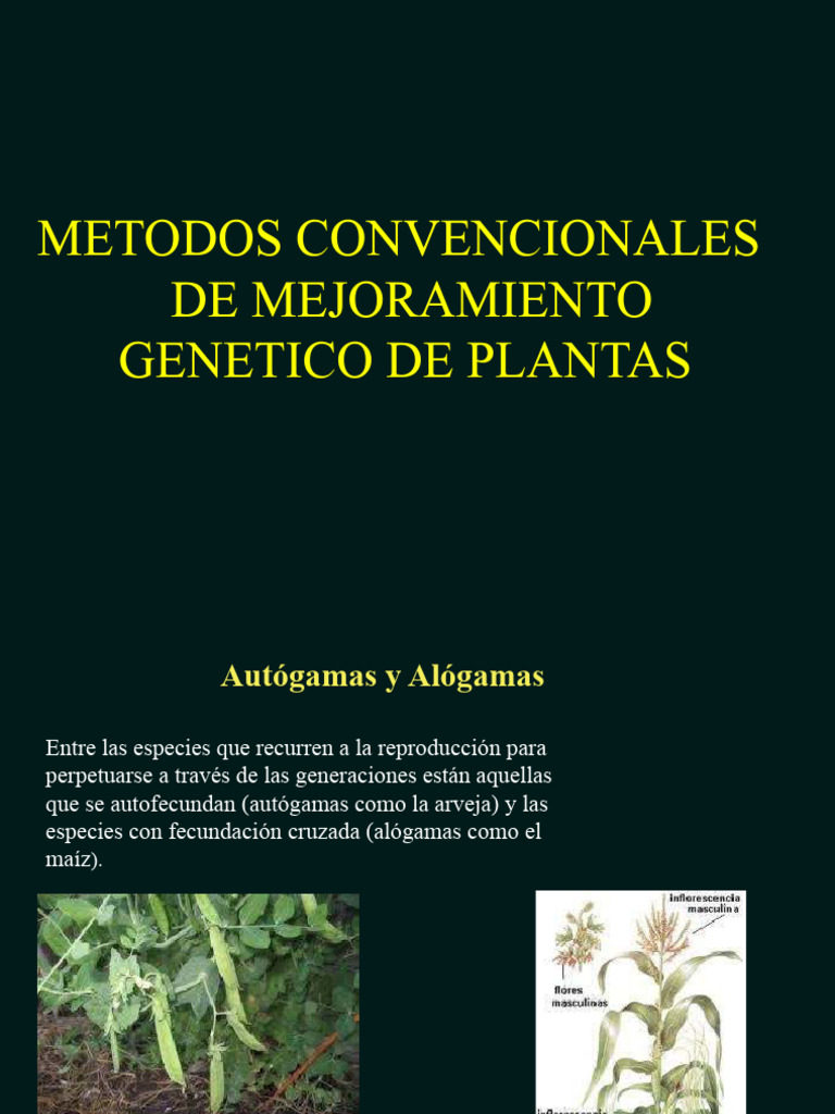 CLASE #8 MEJORAMIENTO DE PLANTAS AUTOGAMAS - Escritorio | PDF ... CLASE #8 MEJORAMIENTO DE PLANTAS AUTOGAMAS - Escritorio | PDF ...