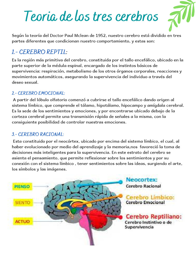 ¿Qué Es El Modelo De Los 3 Cerebros? Definición Y Principios – PING