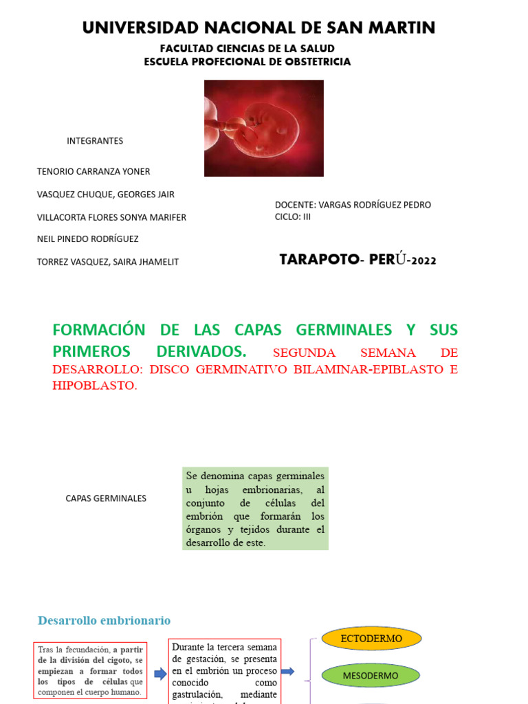 Formación de Las Capas Germinales y Suus Primeros Derivados | PDF