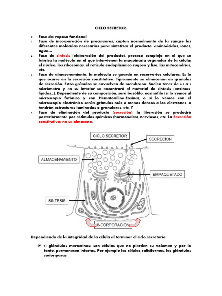 Ciclo Secretor en Glándulas Merocrinas | PDF | Biología Celular ...