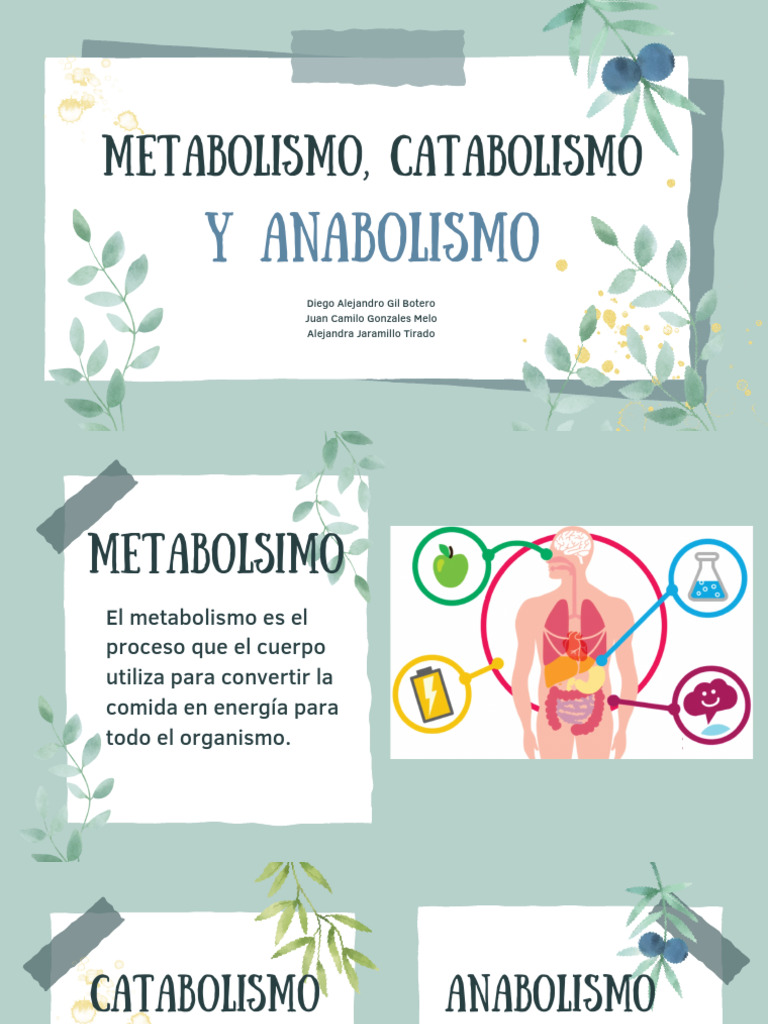 Metabolismo: Catabolismo y Anabolismo | PDF | Salud y bienestar