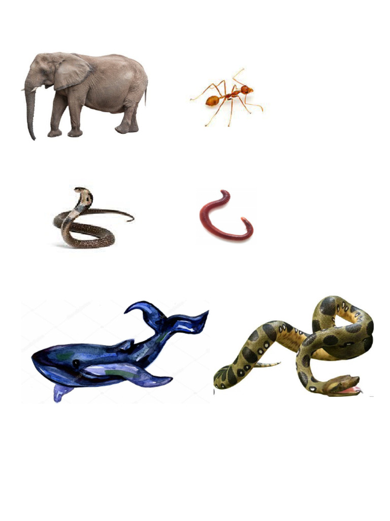 animal comparison | PDF