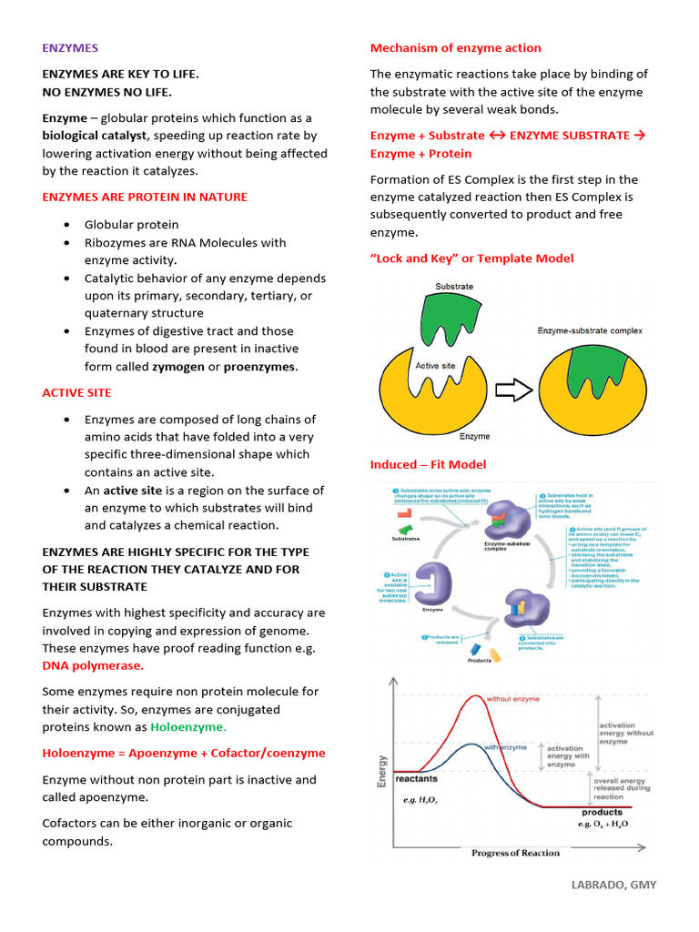 ENZYMES | PDF
