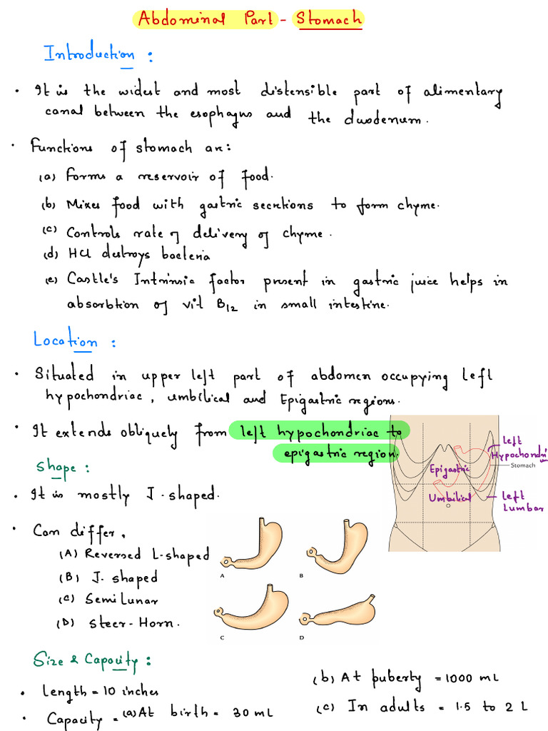 Stomach Anatomy and Functions | PDF