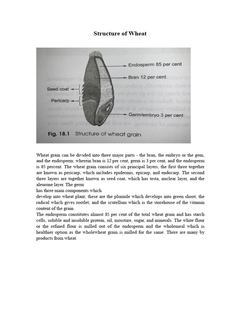 Structure of Wheat | PDF