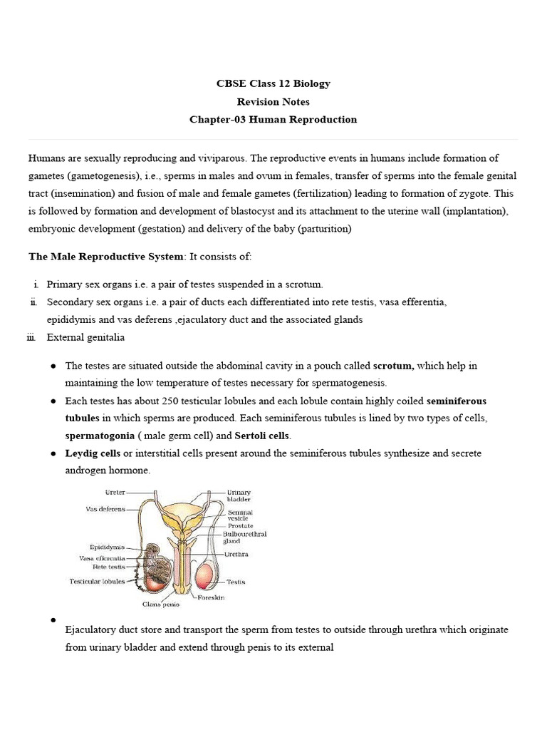 Human Reproduction Notes | PDF | Menstrual Cycle | Testicle