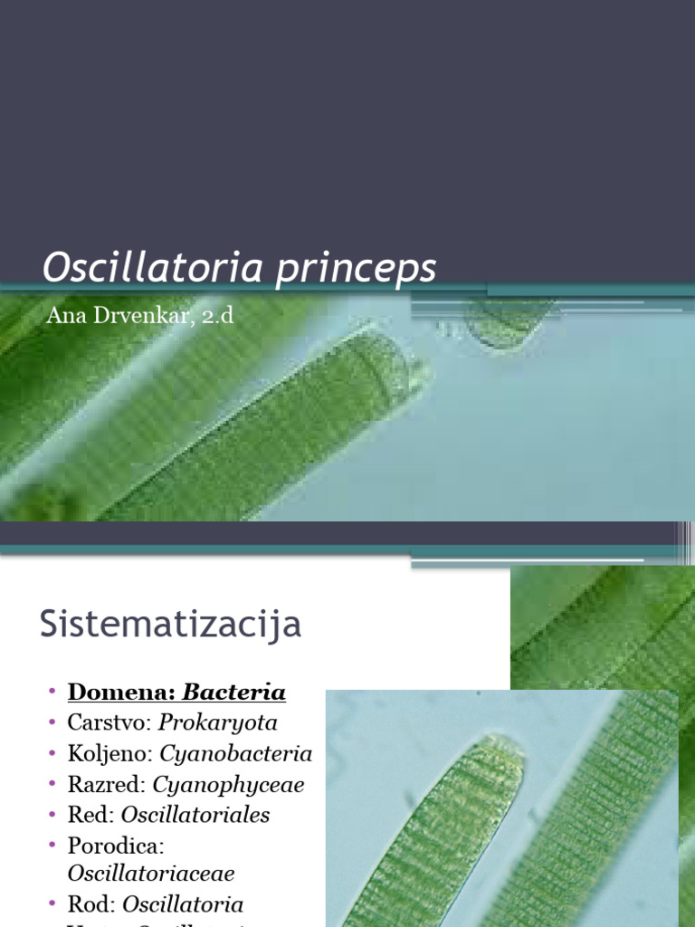 Oscillatoria Princeps | PDF