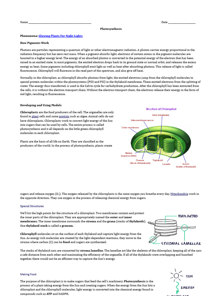 Introduction To Photosynthesis | PDF | Photosynthesis | Chloroplast