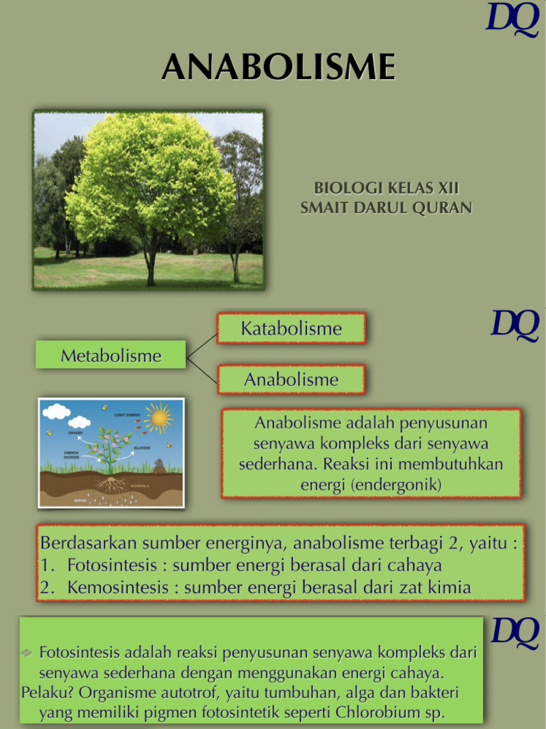 Bab 2. Anabolisme - Fotosintesis 2 | PDF
