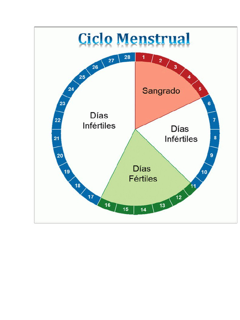 El Ciclo Menstrual | PDF