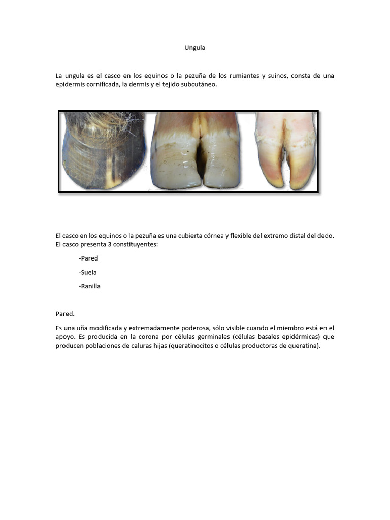 Ungula | PDF | Epidermis | Anatomía