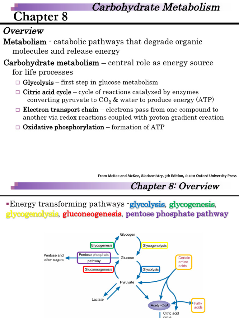 Overview of Carbs Metabolism | PDF | Glycolysis | Adenosine Triphosphate