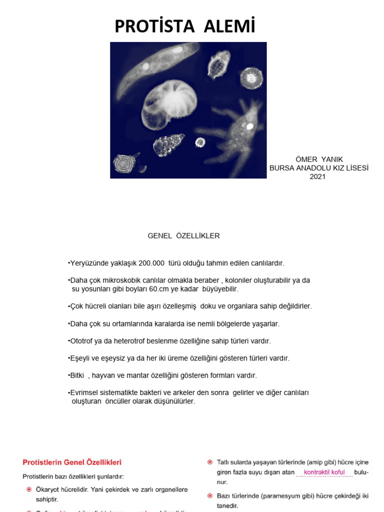 Protista | PDF