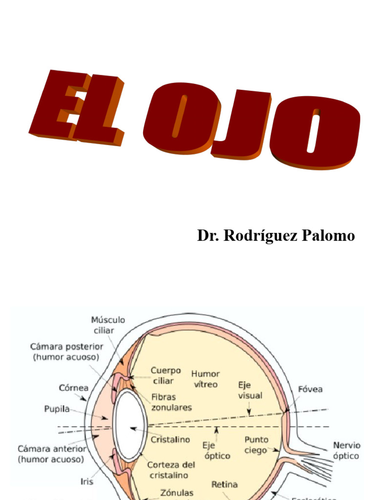Embriología Del Ojo | Descargar gratis PDF | Ojo humano | Retina