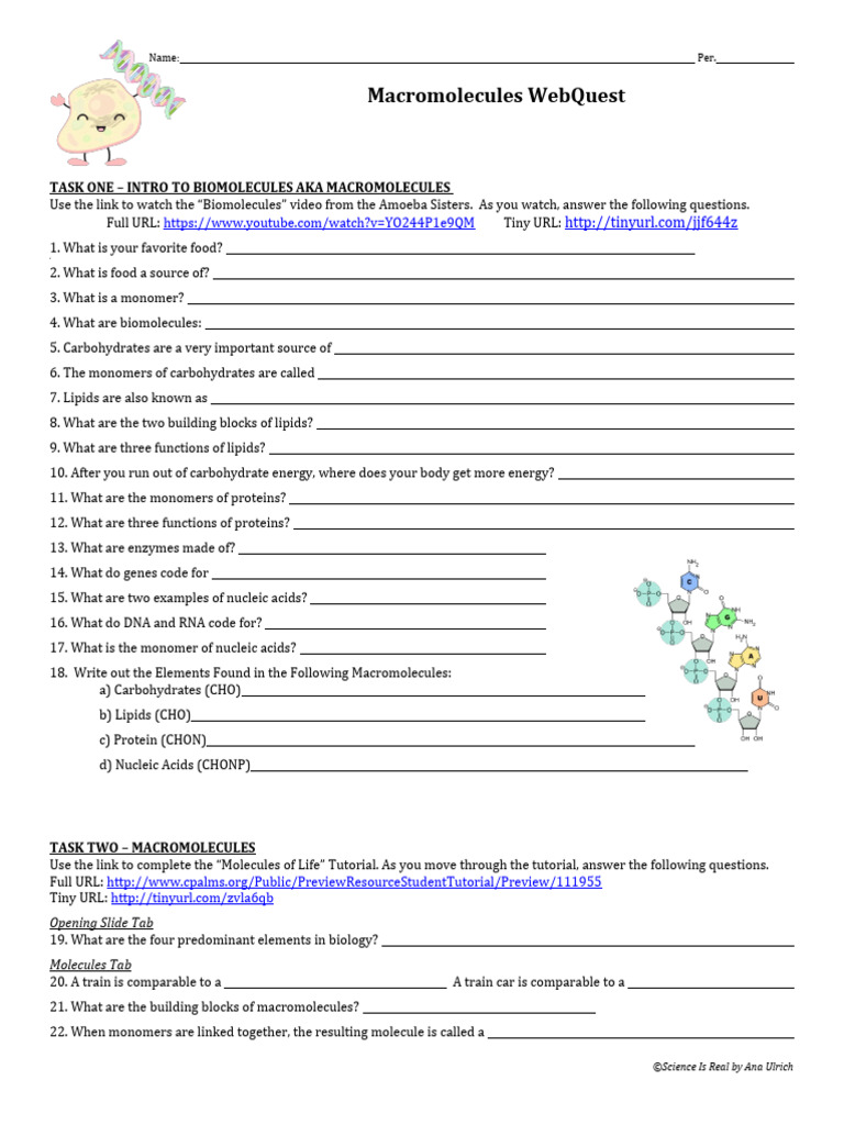Updated Macromolecule Webquest | PDF | Macromolecules | Nucleic Acids