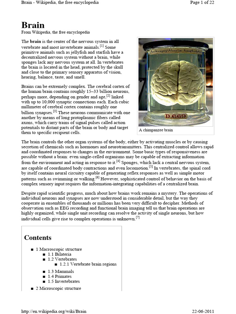 Brain | PDF | Brain | Axon