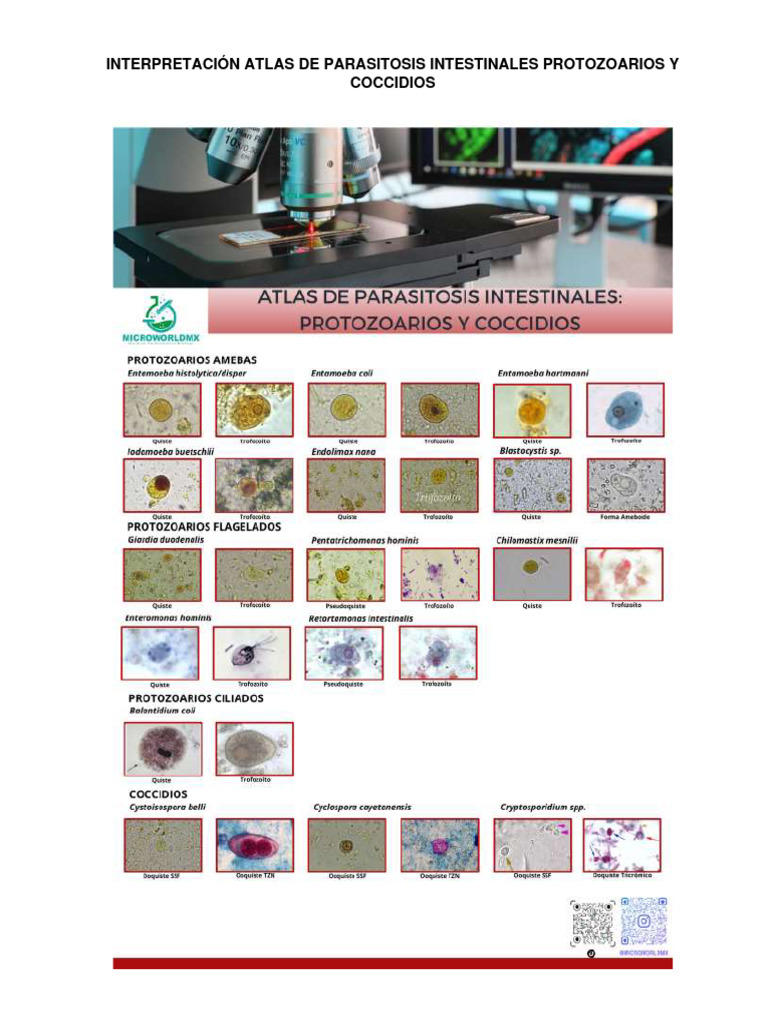 4. INTERPRETACION DE PARASITOSIS INTESTINALES. PROTOZOARIOS Y COCCIDIOS ...