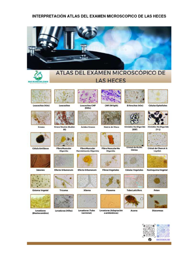 Atlas del Examen Microscópico de Heces | PDF | Plantas | Digestión