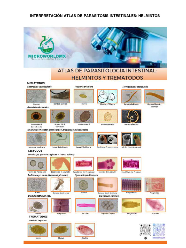 Interpretacion de Parasitosis Intestinales. Helmintos | PDF ...