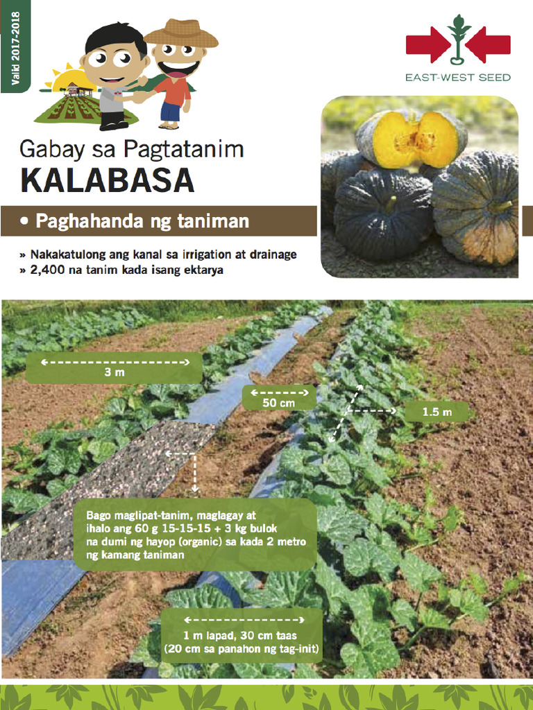 Kalabasa | PDF