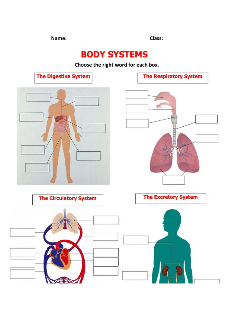 Body Systems | PDF