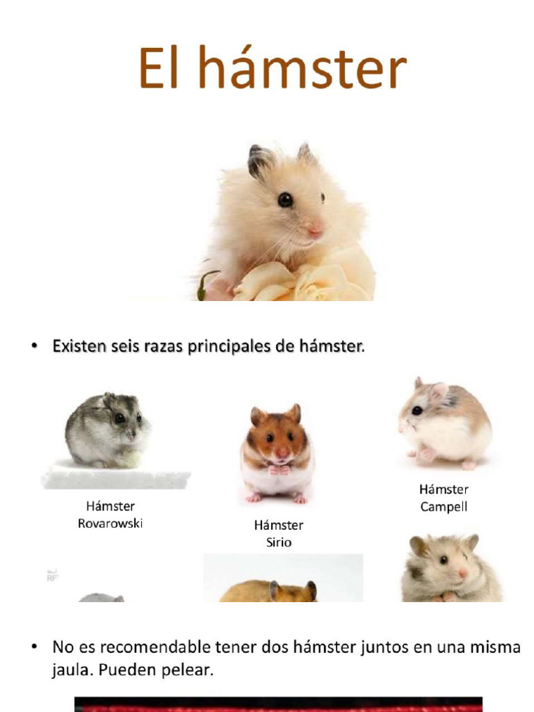 El Hamster PDF | PDF