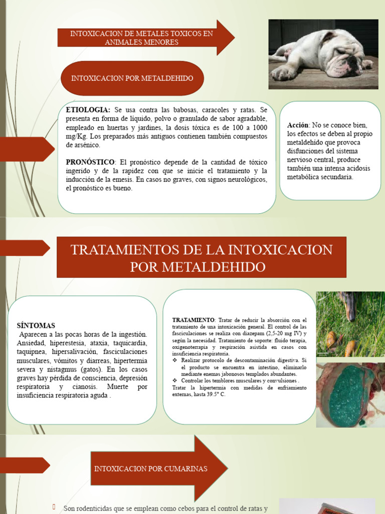 Intoxicación por metaldehído en animales | PDF | Vómitos | Medicina