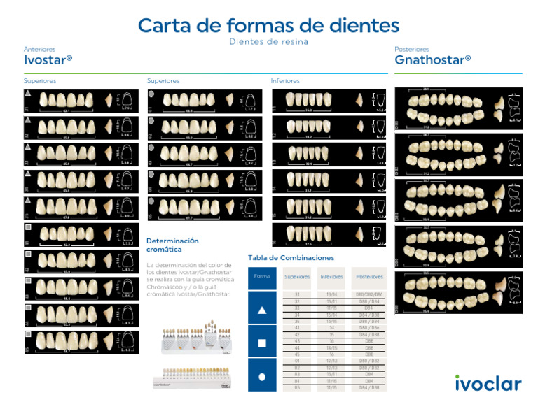 Carta de Dientes Ivostar Gnathostar Comprimido | PDF