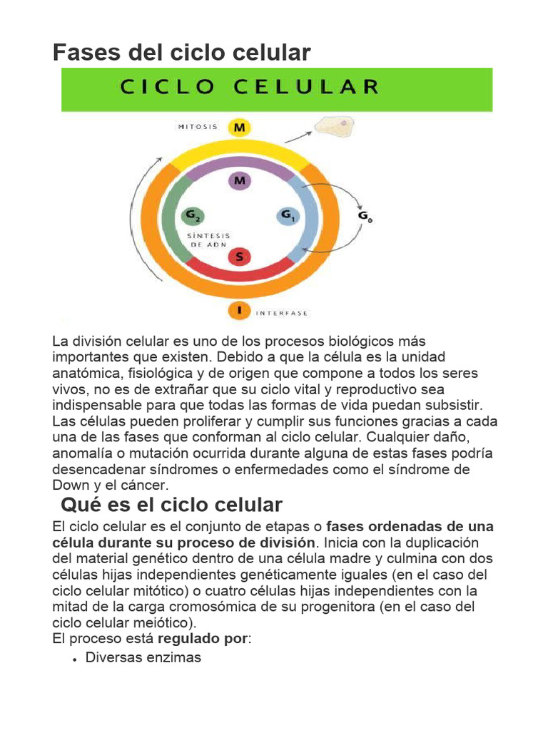 Fases del ciclo celular | PDF | Mitosis | Ciclo celular