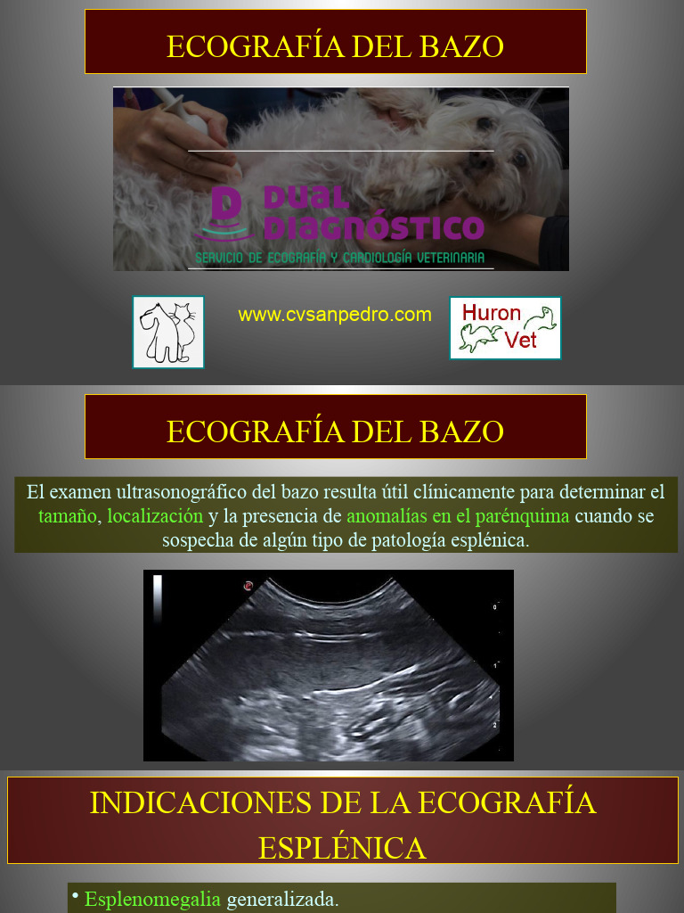 Ecografía del Bazo: Técnicas y Medidas | PDF | Bazo | Abdomen