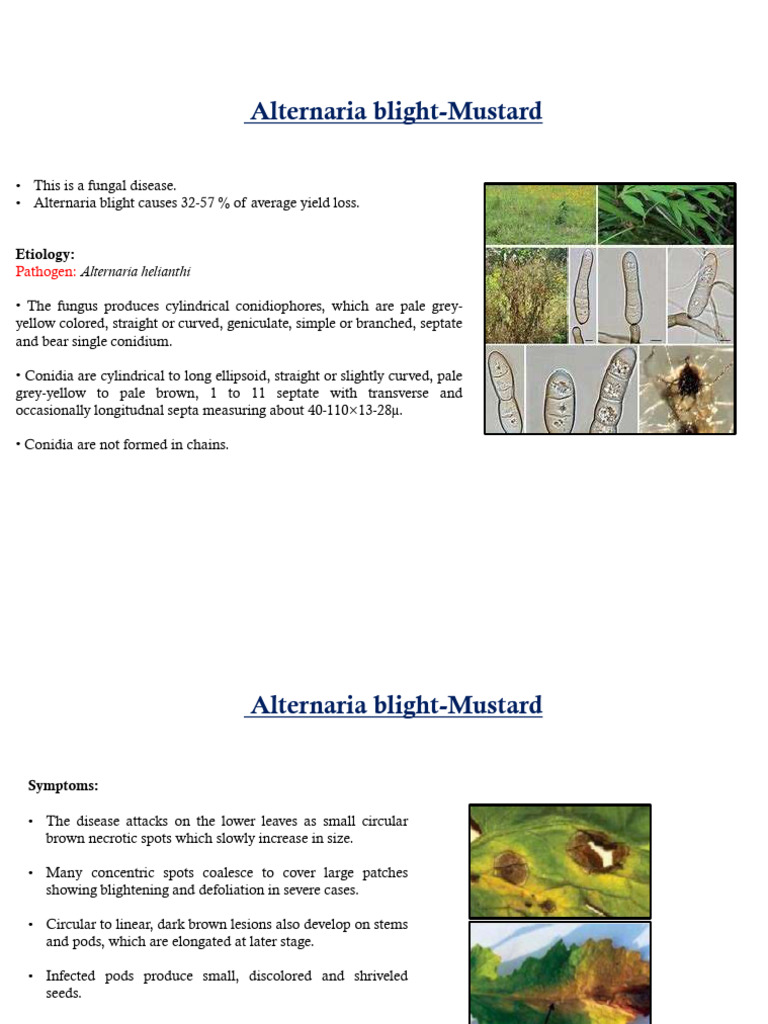 Mustard Disease | PDF