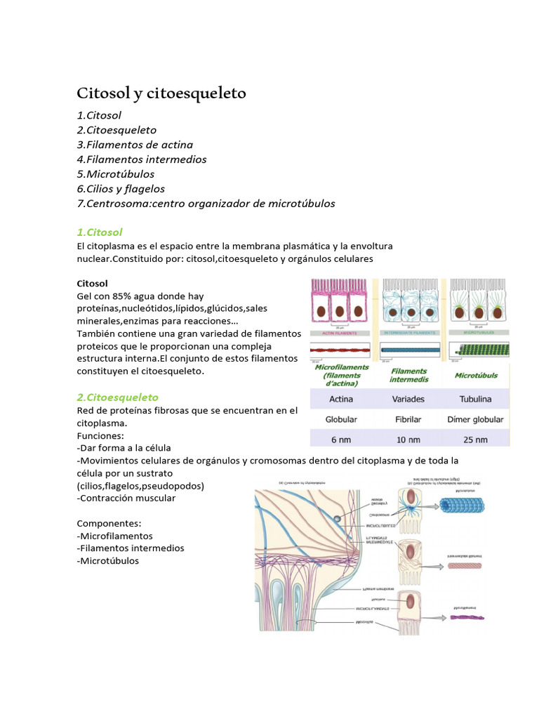 Citosol y Citoesqueleto | PDF | Citoesqueleto | Biología Celular)
