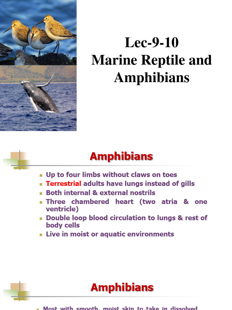 Lec 9 10 Marine Amphibia Reptile | PDF